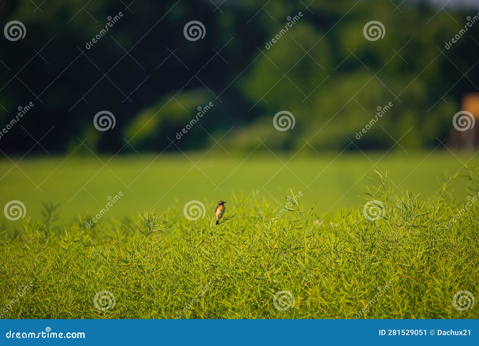 A Beautiful Spring Scenery with a Local Wild Bird Stock Image - Image ...