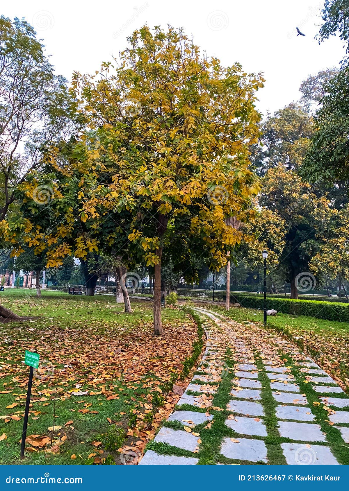 Beautiful Spring View of Tree Along with a Path in Autumn Park Stock ...