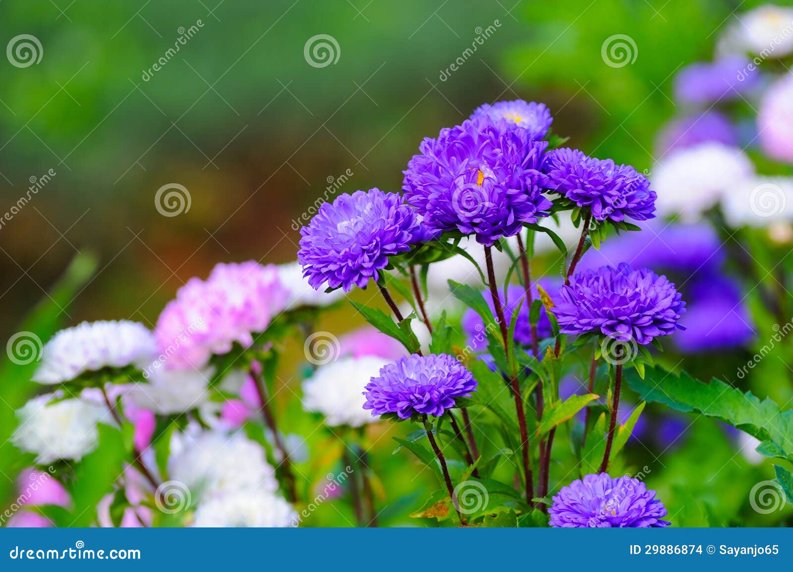 Beautiful spring flowers. stock photo. Image of colorful - 29886874