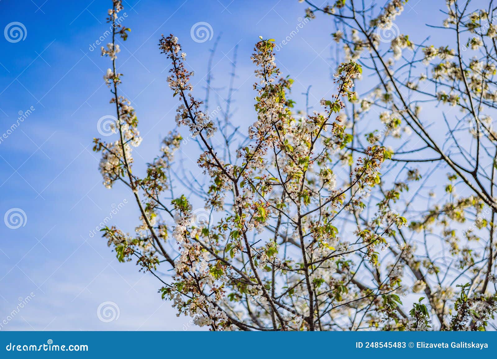 A Beautiful Spring Shrub with Small Delicate Delicate White Flowers ...