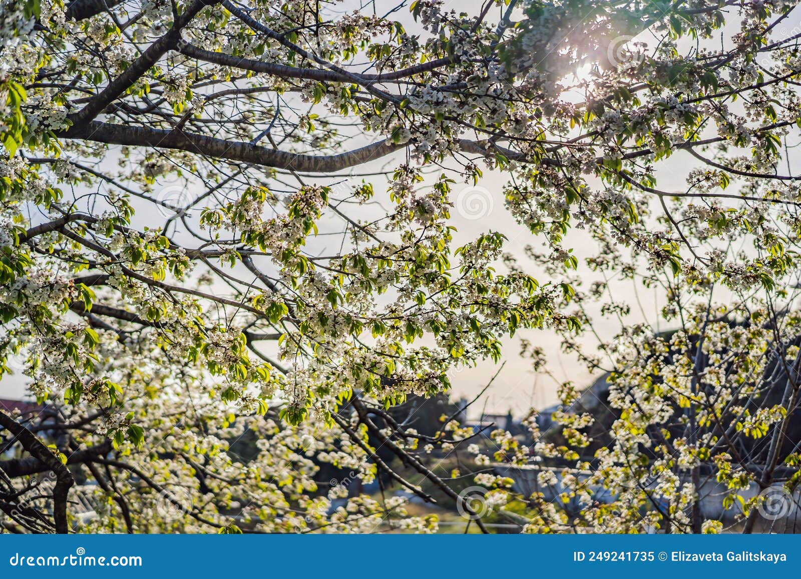 A Beautiful Spring Shrub with Small Delicate Delicate White Flowers ...