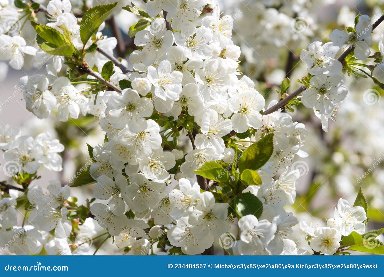 Beautiful Spring Sour Cherry Blossoms Stock Image - Image of wildflower ...