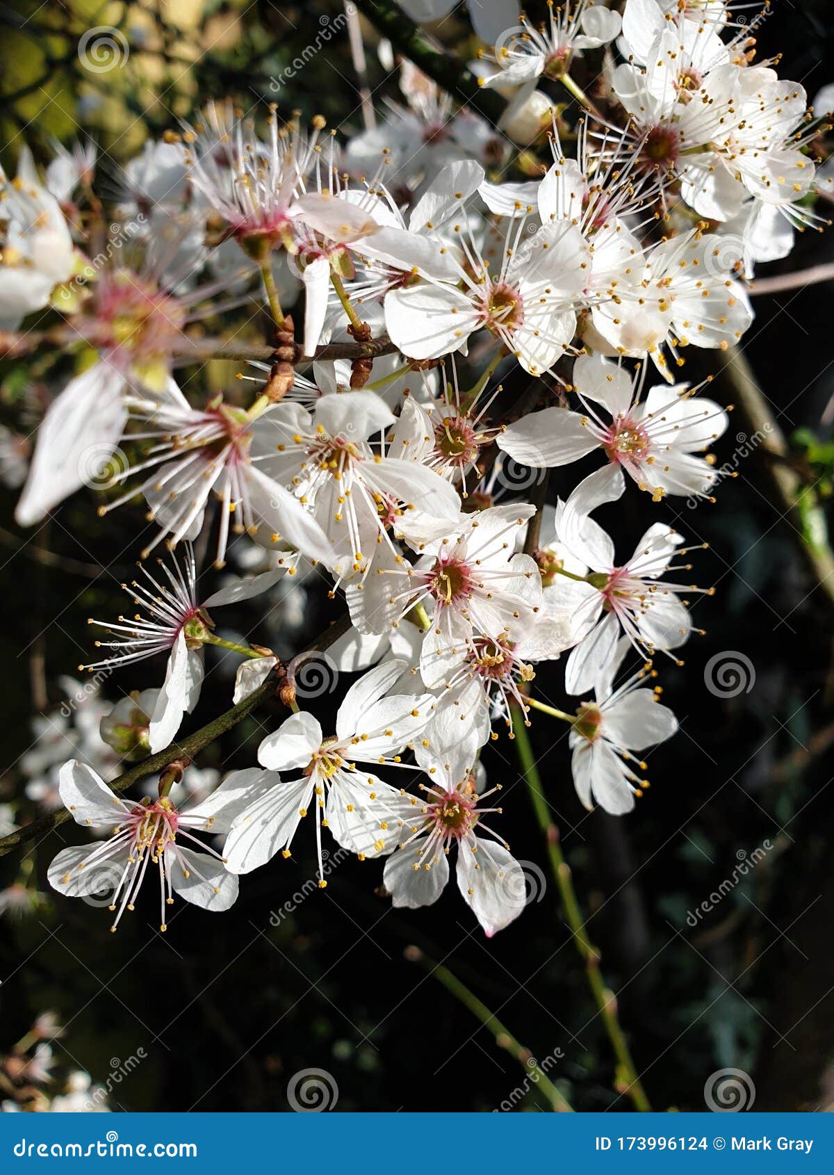 Beautiful Spring Splendour stock photo. Image of beautiful - 173996124