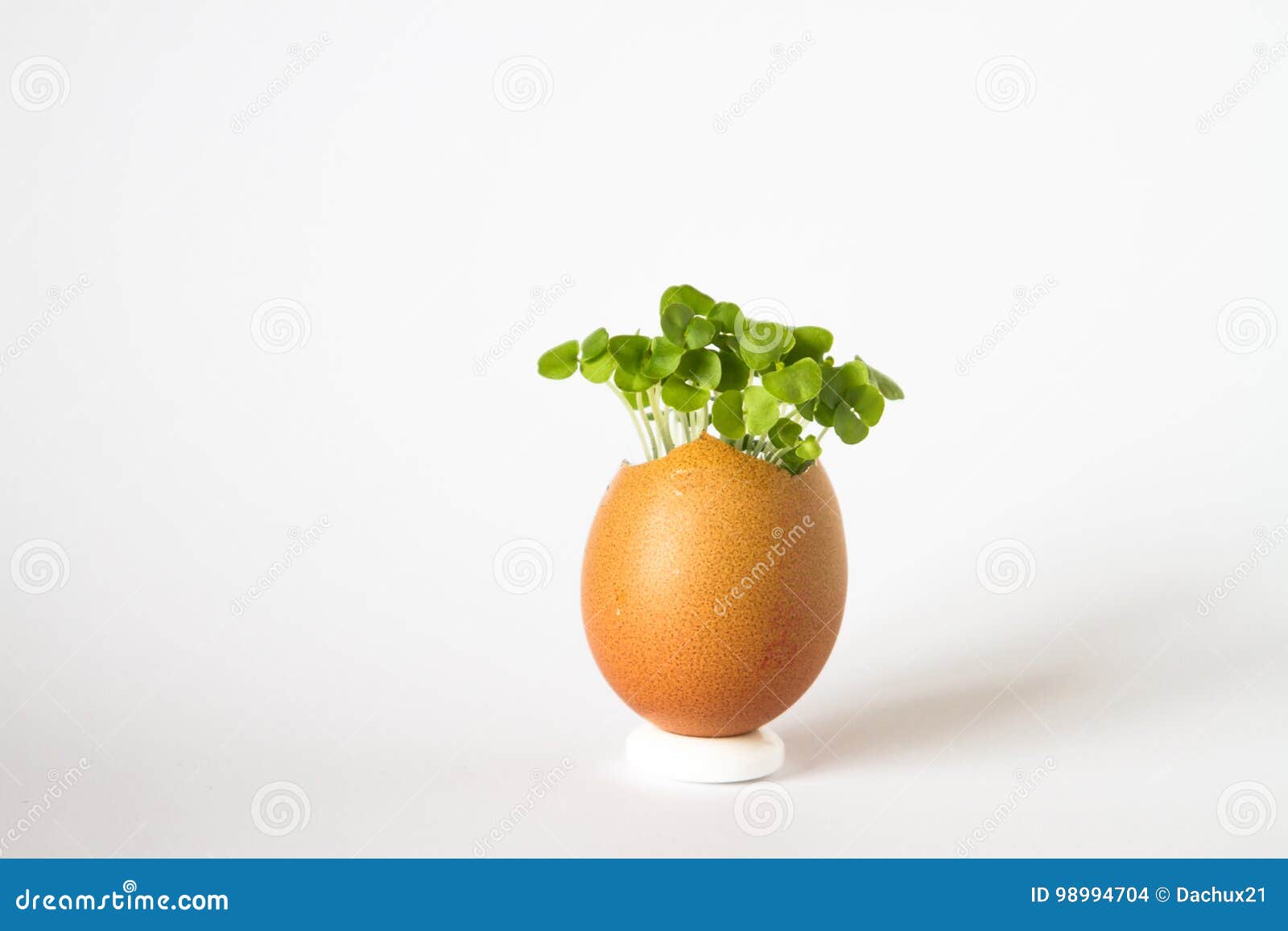 Beautiful Spring Sprouts Growing in a Brown Easter Egg Shell Stock ...