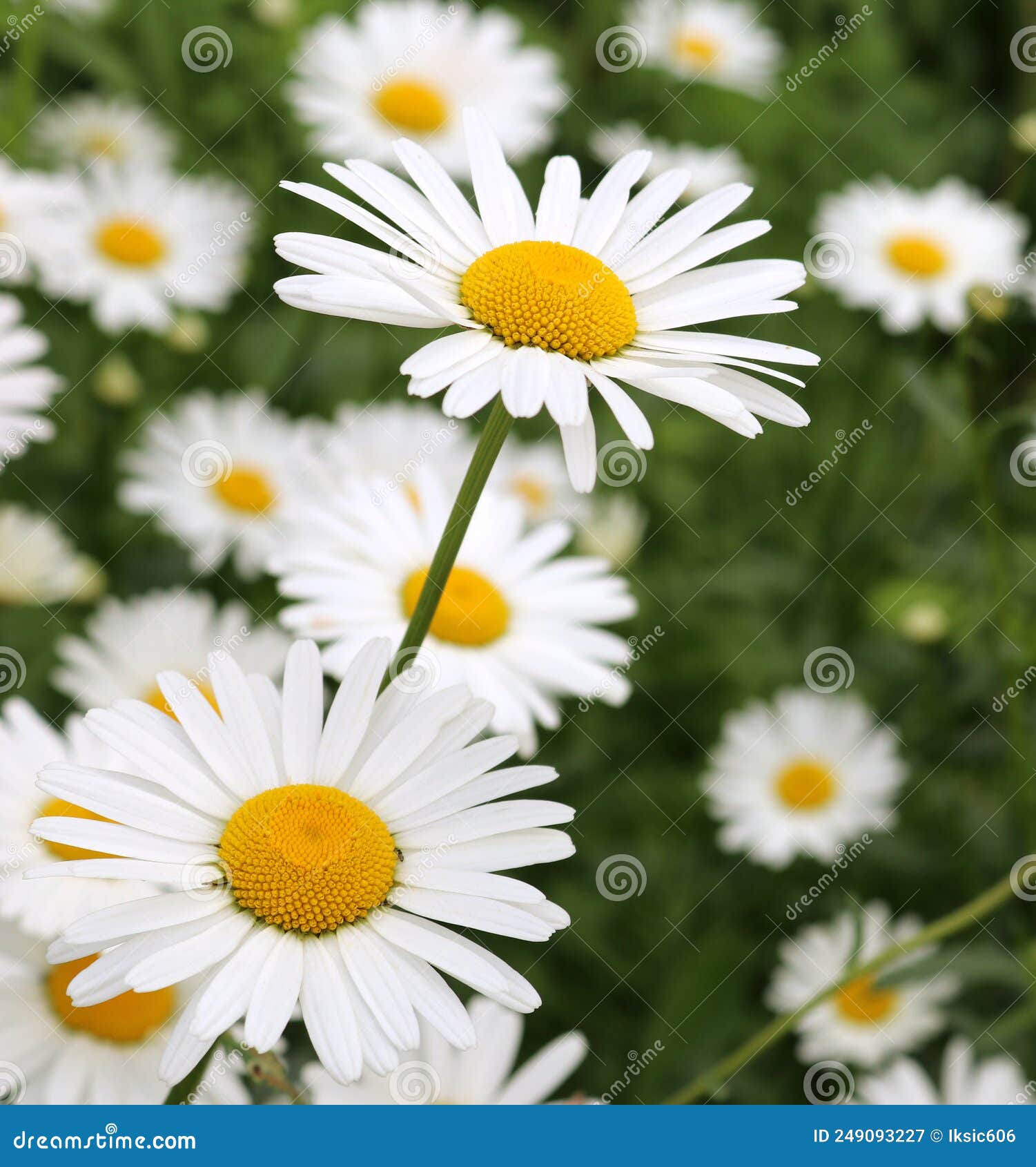 Beautiful Spring and Summer Flowers in the Field Stock Image - Image of ...