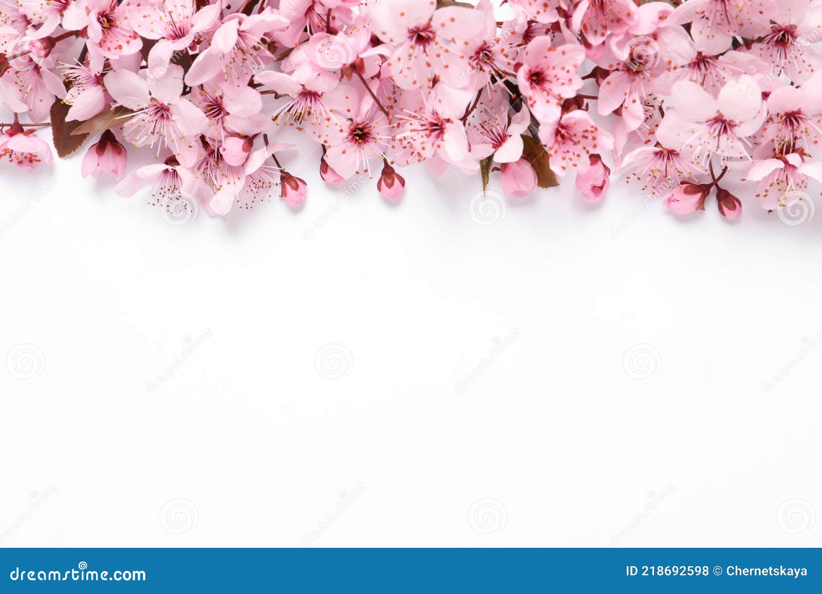 Beautiful Spring Tree Blossoms As Border on White Background, Top View ...