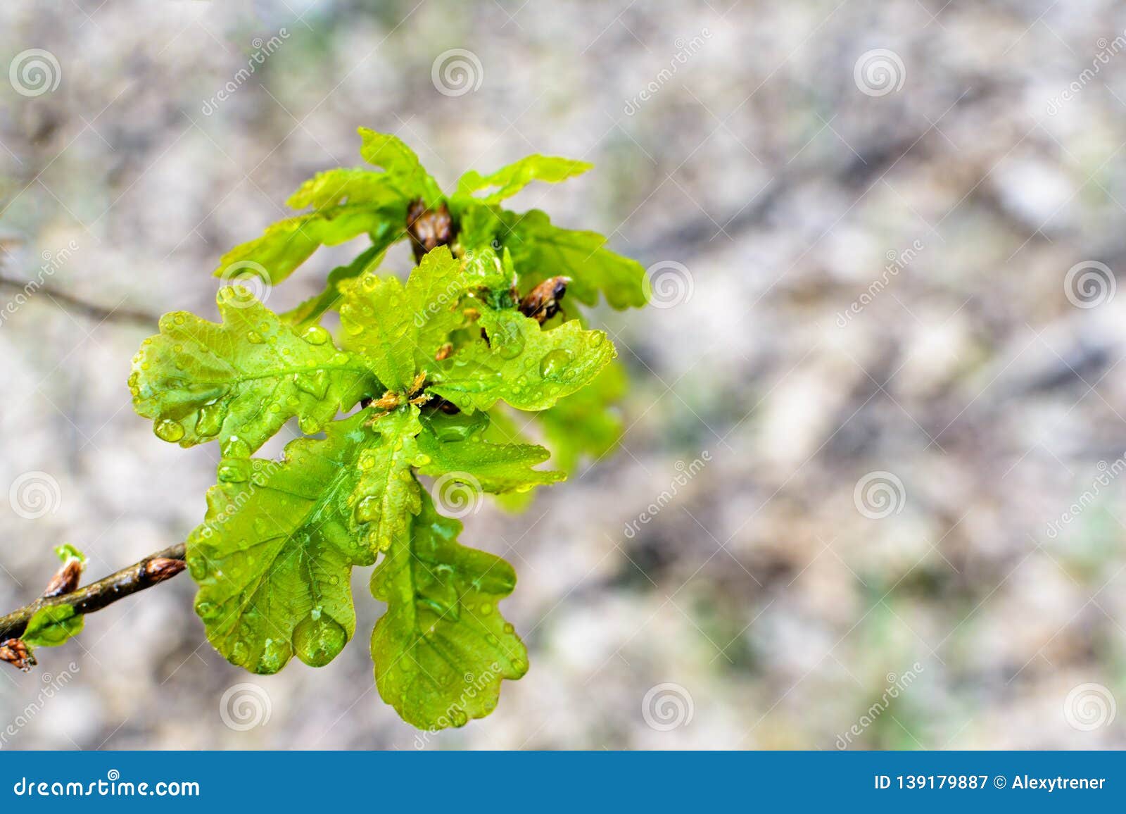 The Beautiful Spring Oak Tree Branch with Rain Drops, Background Stock ...