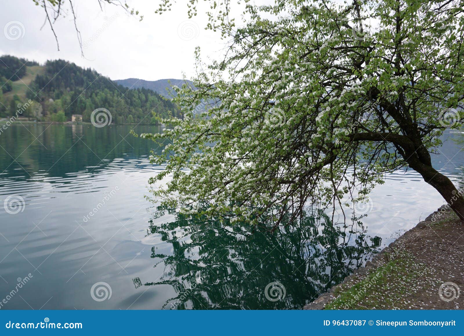 Beautiful Spring Tree Curved into the Water Stock Image - Image of ...