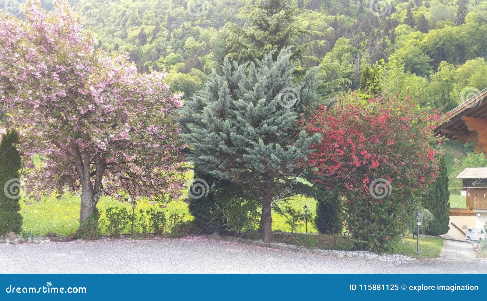 Beautiful spring trees stock image. Image of blosom - 115881125