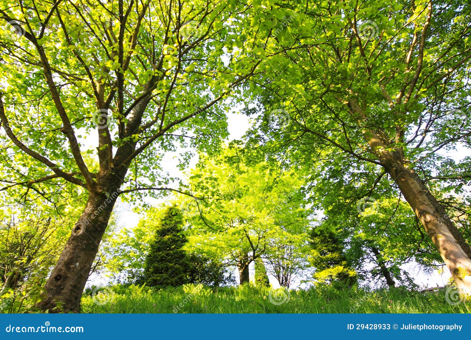 Beautiful Spring Trees in the Park Stock Image - Image of sunlight ...