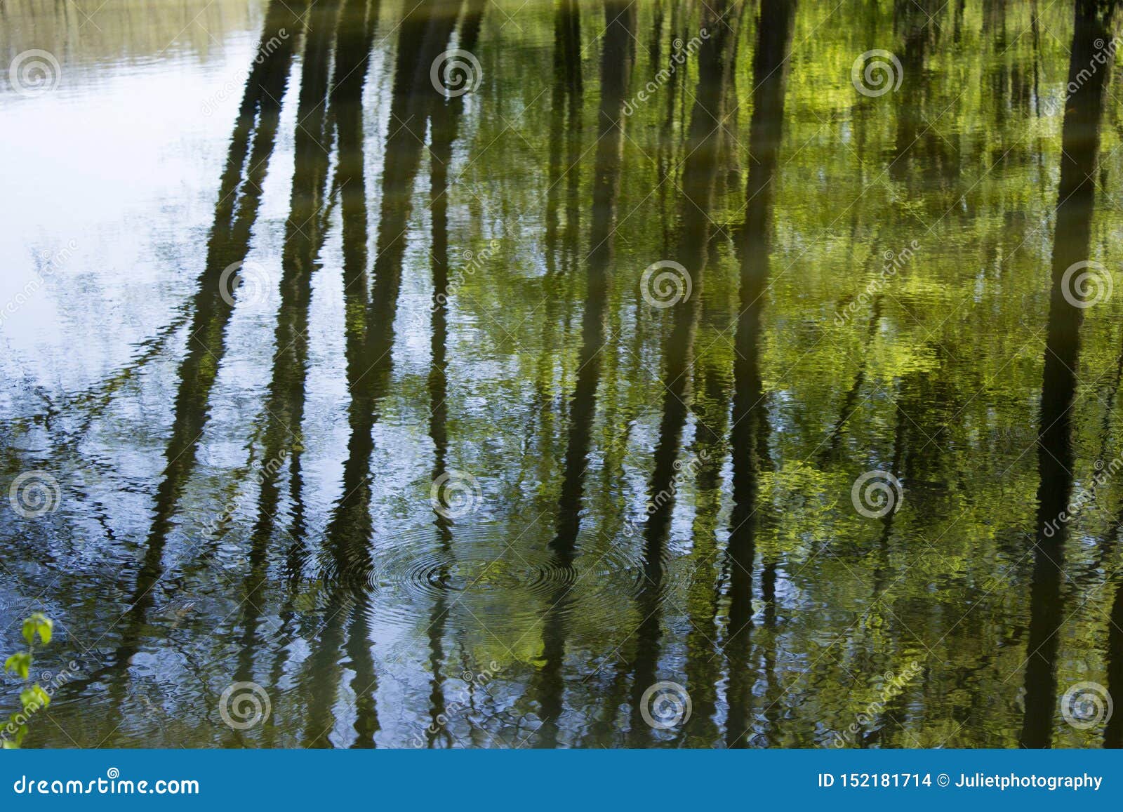 Beautiful Spring Trees Reflected in Water Stock Photo - Image of ...