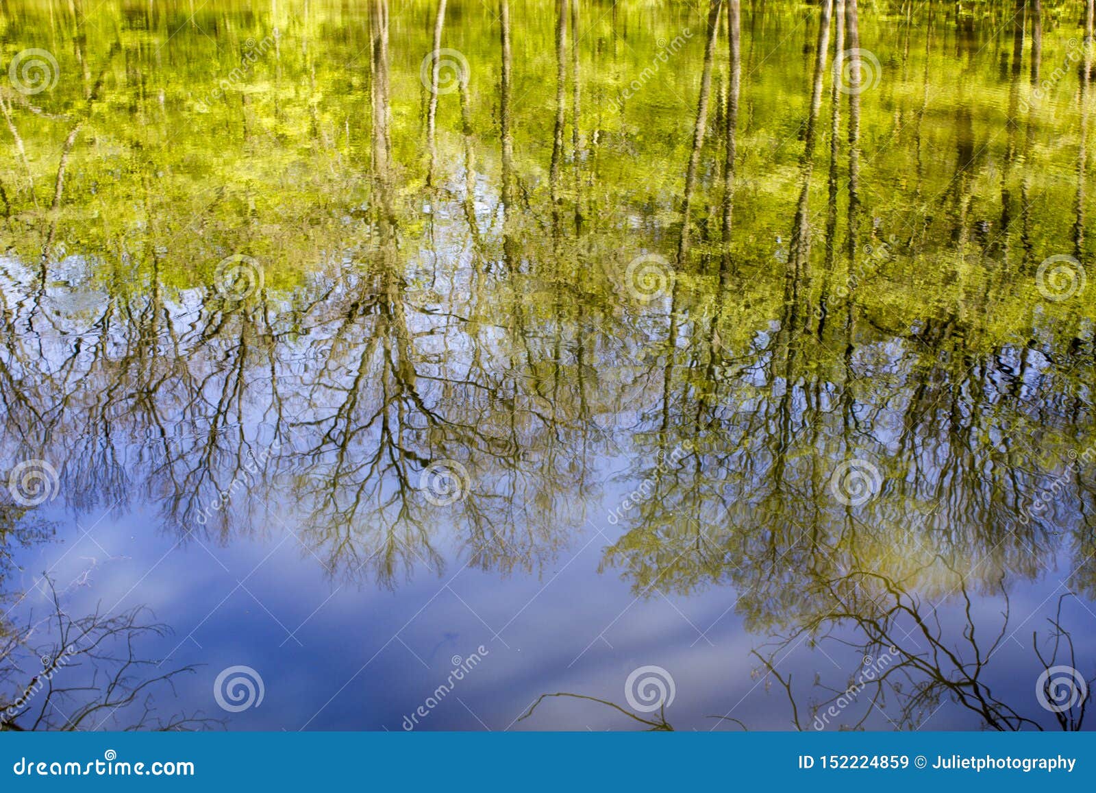 Beautiful Spring Trees Reflected in Water Stock Image - Image of ...