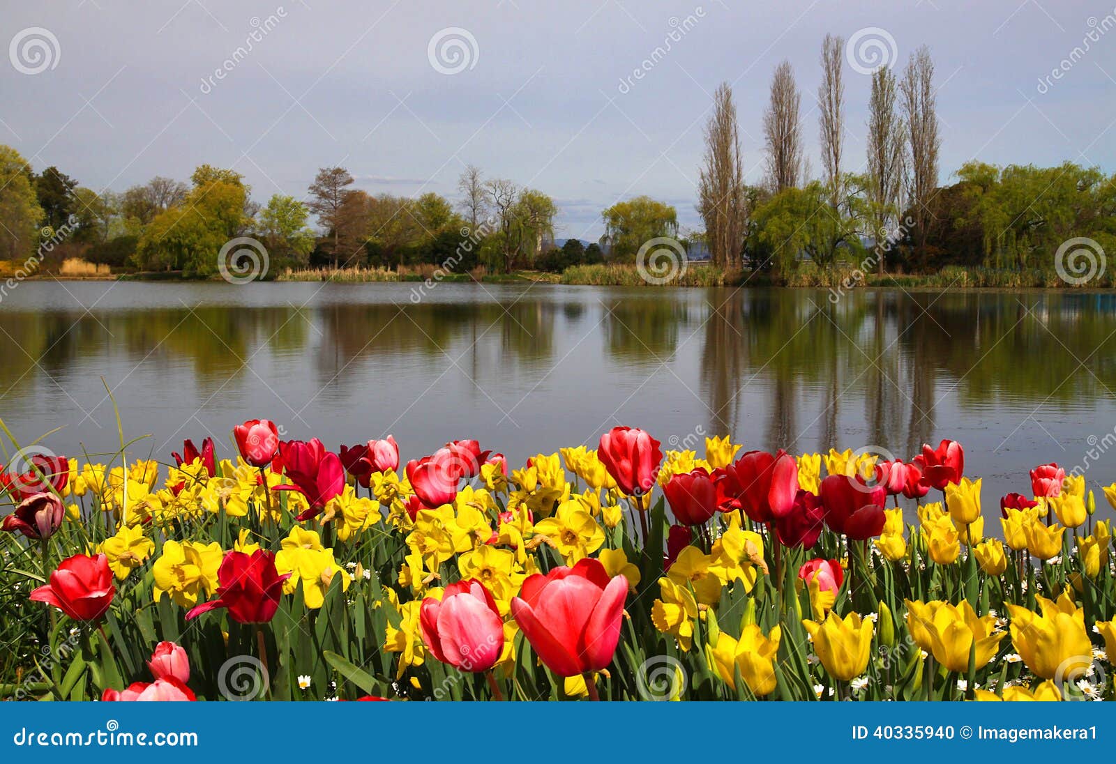 Beautiful Spring Tulip Scene Stock Photo - Image of bowral, colour ...
