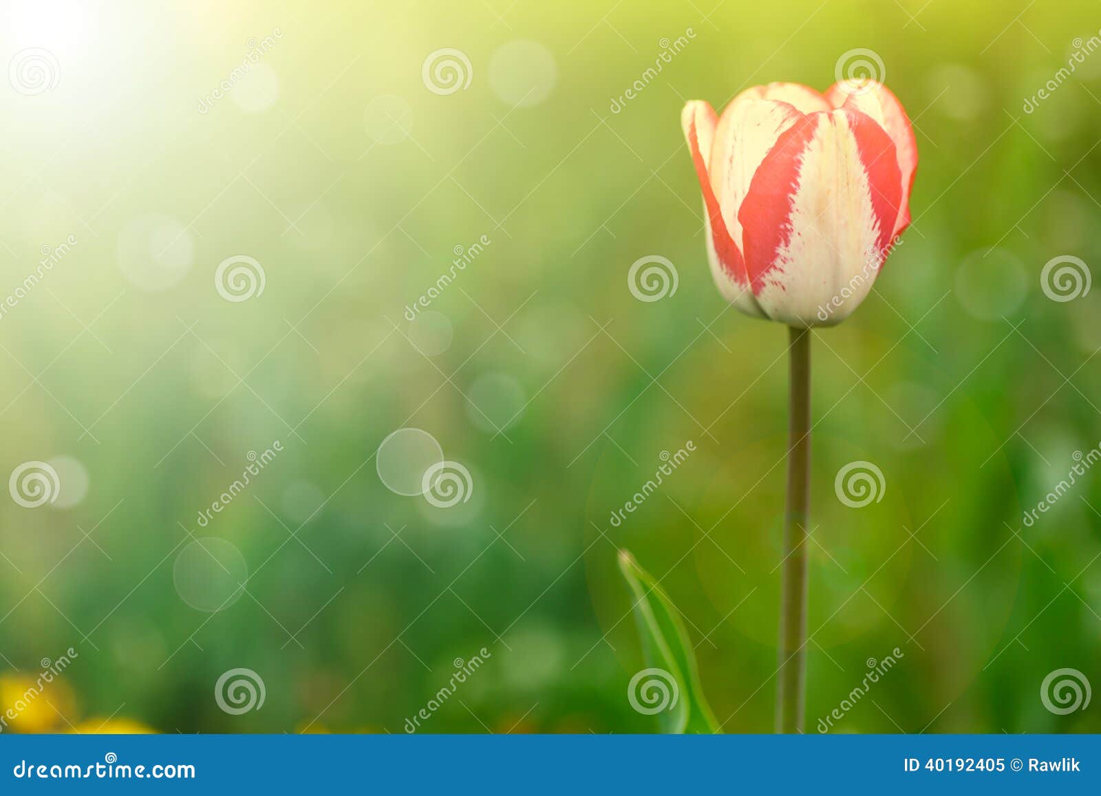 Beautiful Spring Tulip in the Sun Stock Image - Image of color, card ...