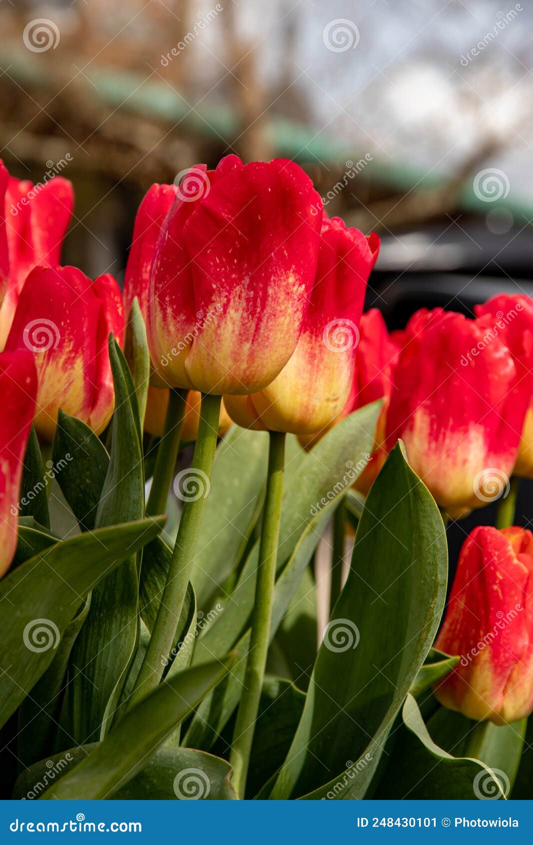 Beautiful spring tulips stock image. Image of holland - 248430101