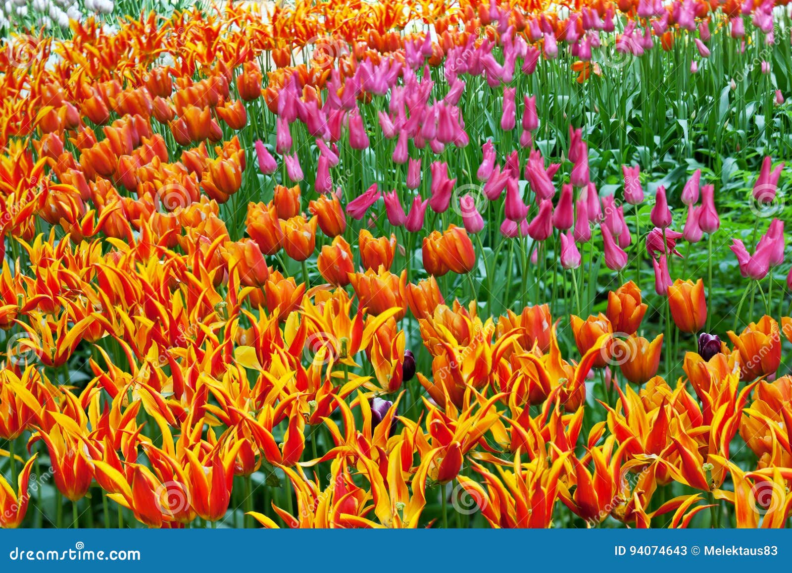 Beautiful spring tulips stock image. Image of blooming - 94074643