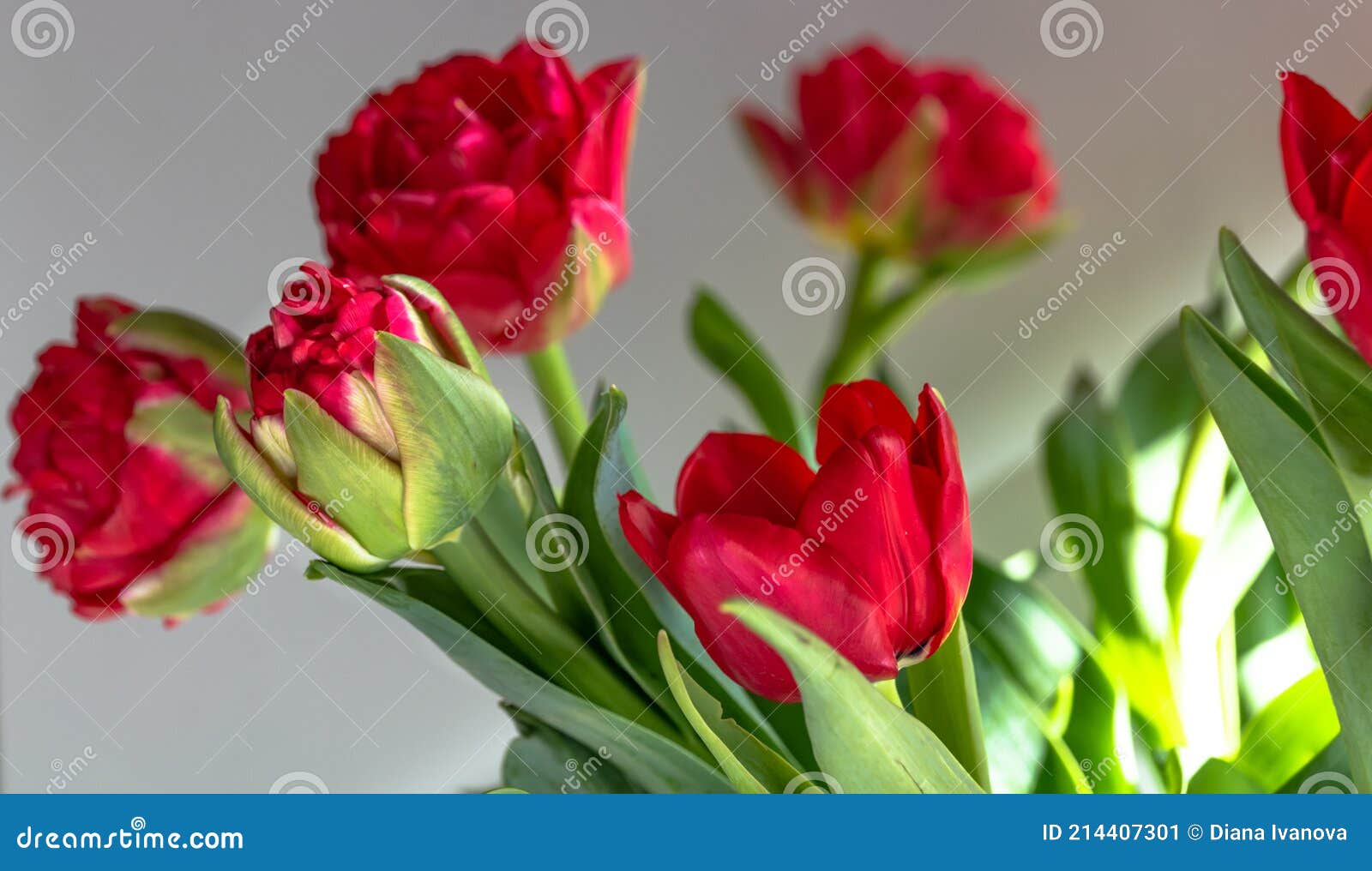 Beautiful Spring Tulips Flowers Stock Image - Image of plant, botany ...