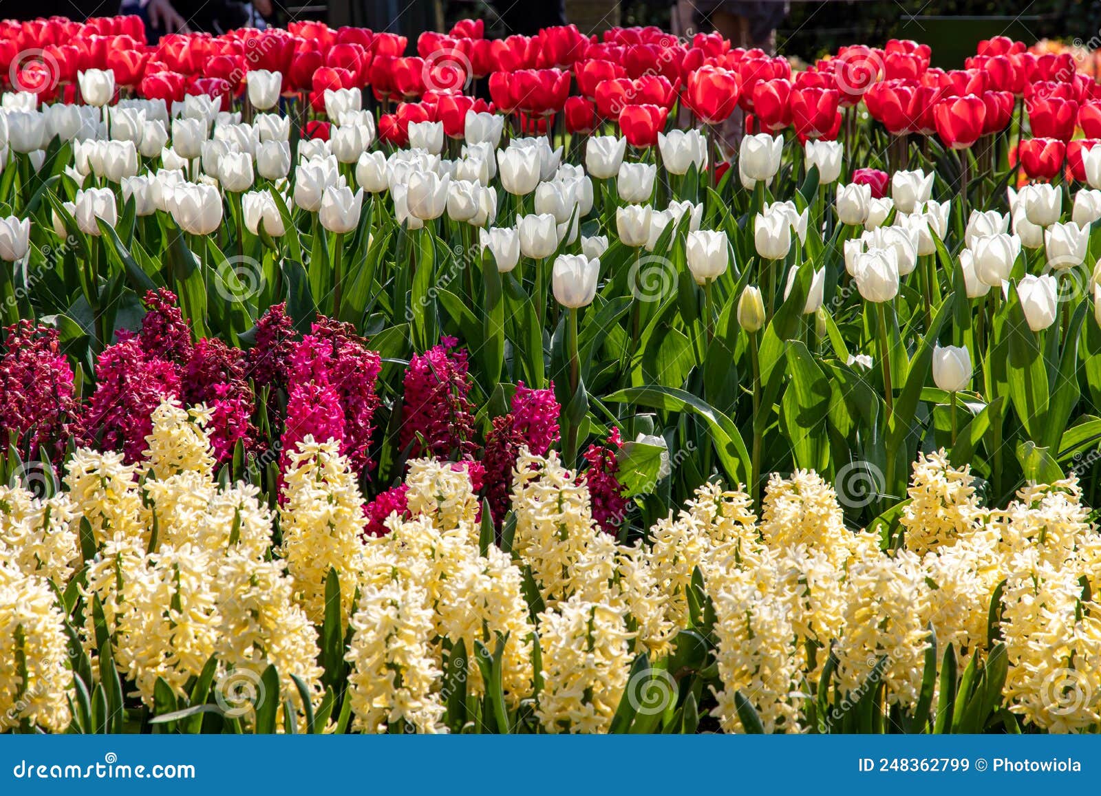 Beautiful spring tulips stock image. Image of flowers - 248362799