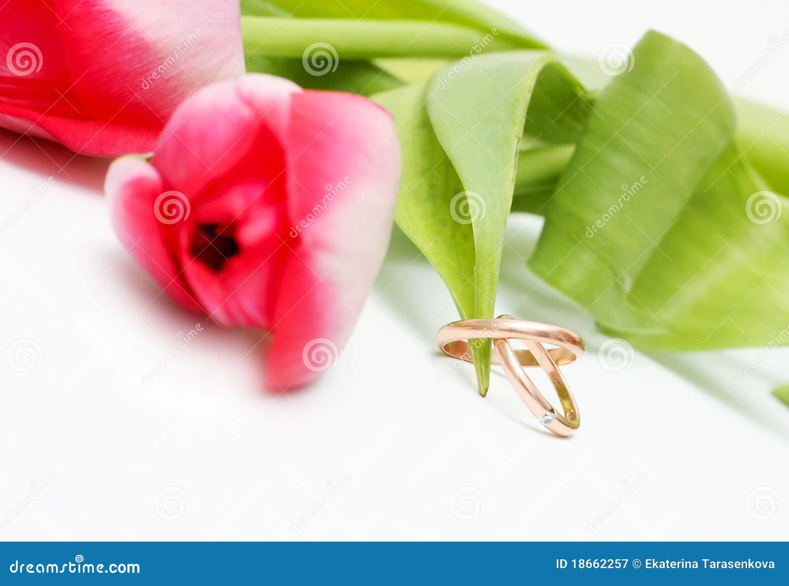 Beautiful Spring Tulips with Wedding Rings Stock Image - Image of ...