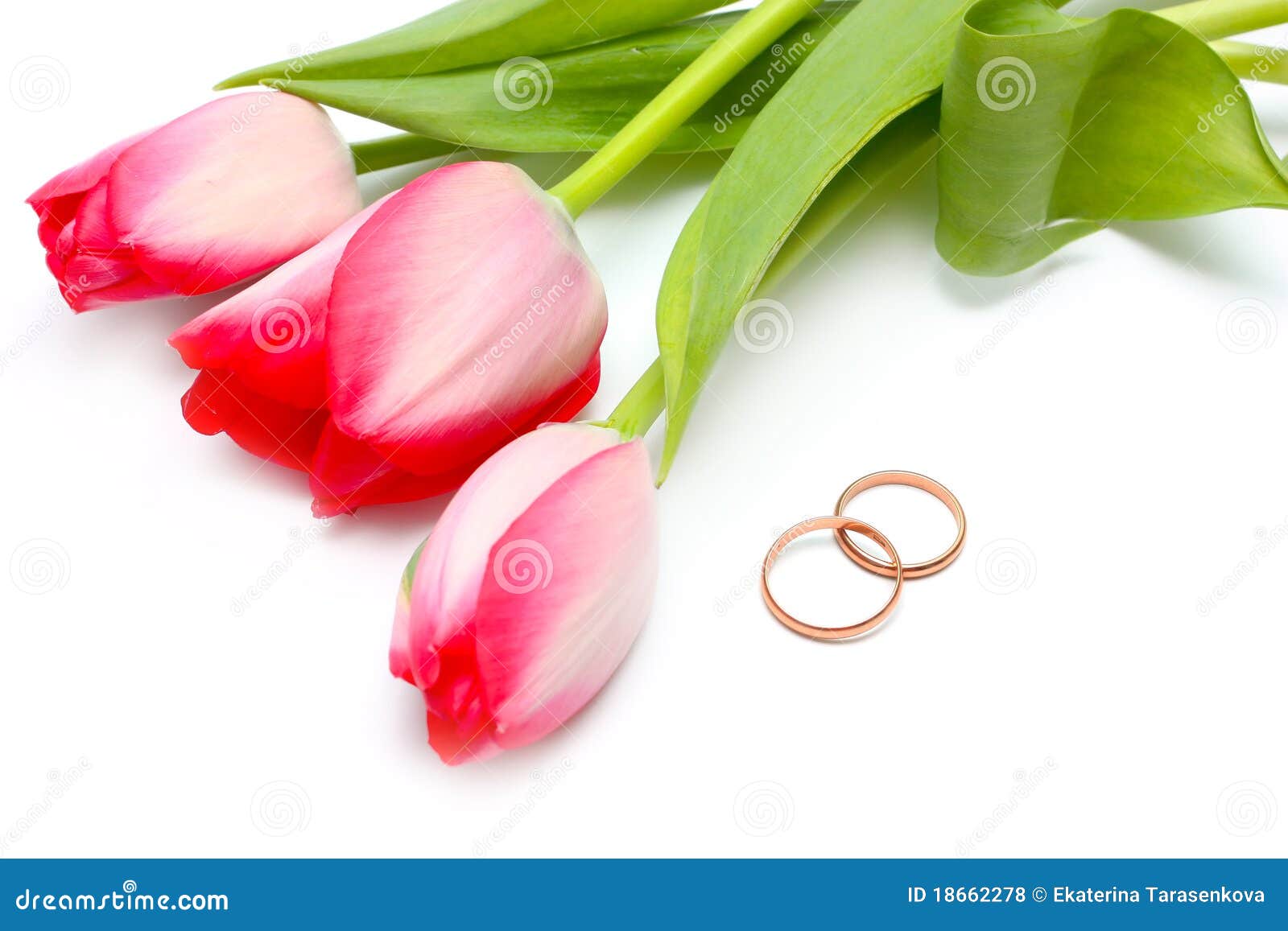 Beautiful Spring Tulips and Wedding Rings Stock Photo - Image of nature ...