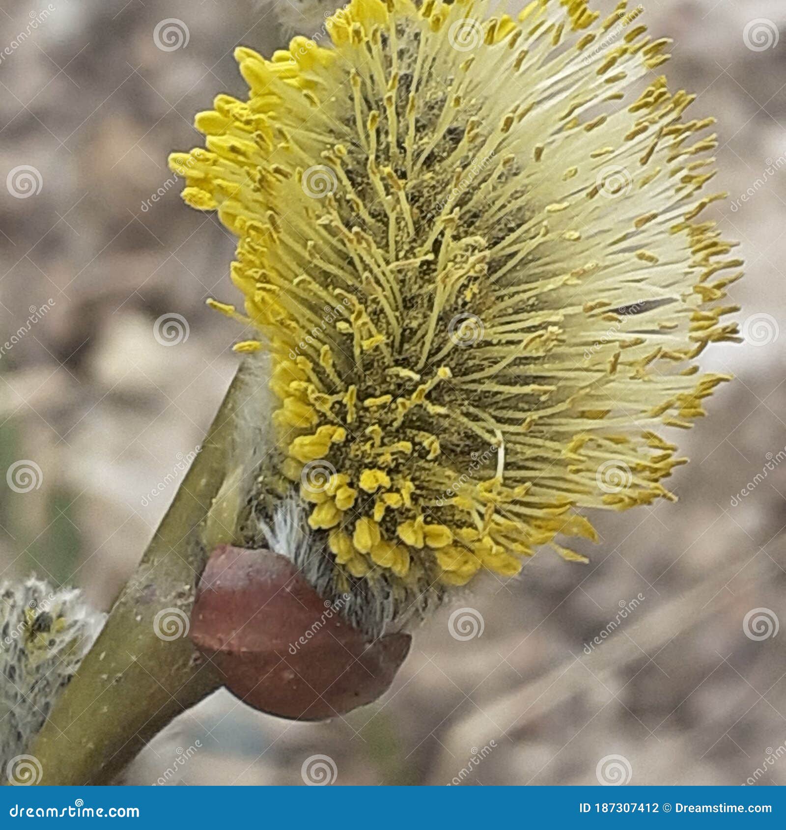 Beautiful spring vibe stock photo. Image of brown, spring - 187307412