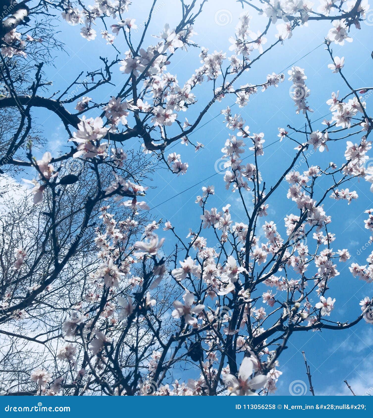 Soft spring colours stock photo. Image of spring, colours - 113056258