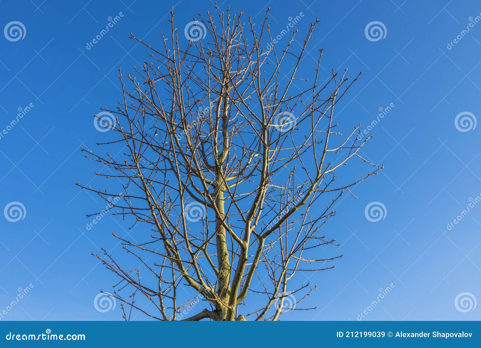 Beautiful Spring View of Leafless Tree Top on Blue Sky Background Stock ...