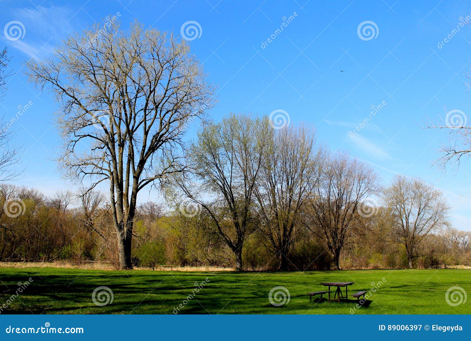 Beautiful Spring View in the Wild Park of Nature. Stock Image - Image ...