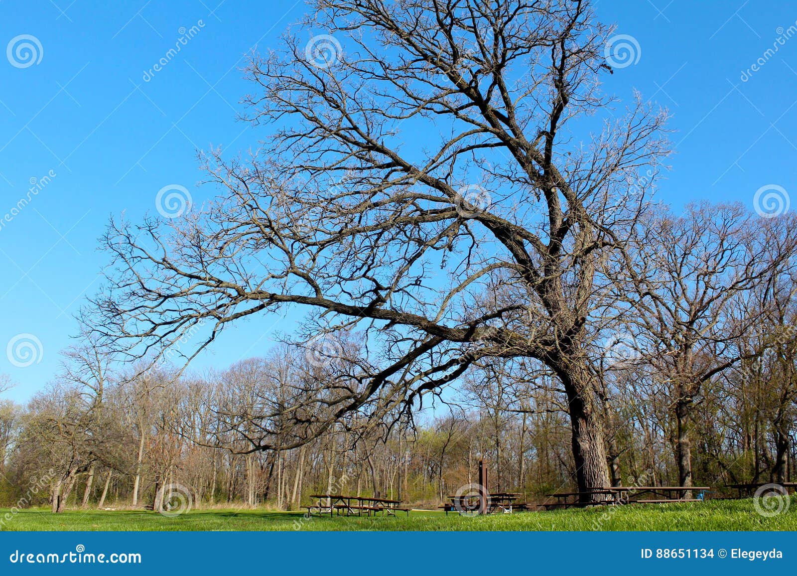Beautiful Spring View in the Wild Park of Nature. Spring Landscape ...