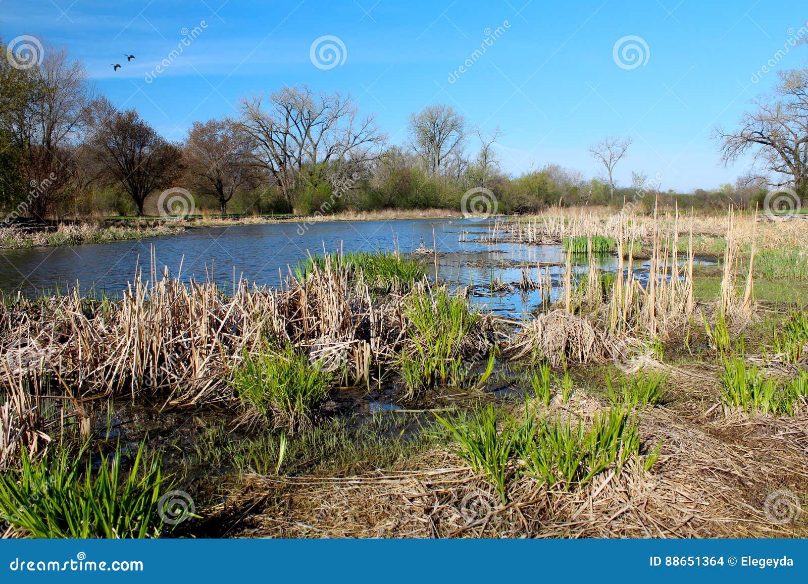 Beautiful Spring View in the Wild Park of Nature. Spring Landscape ...
