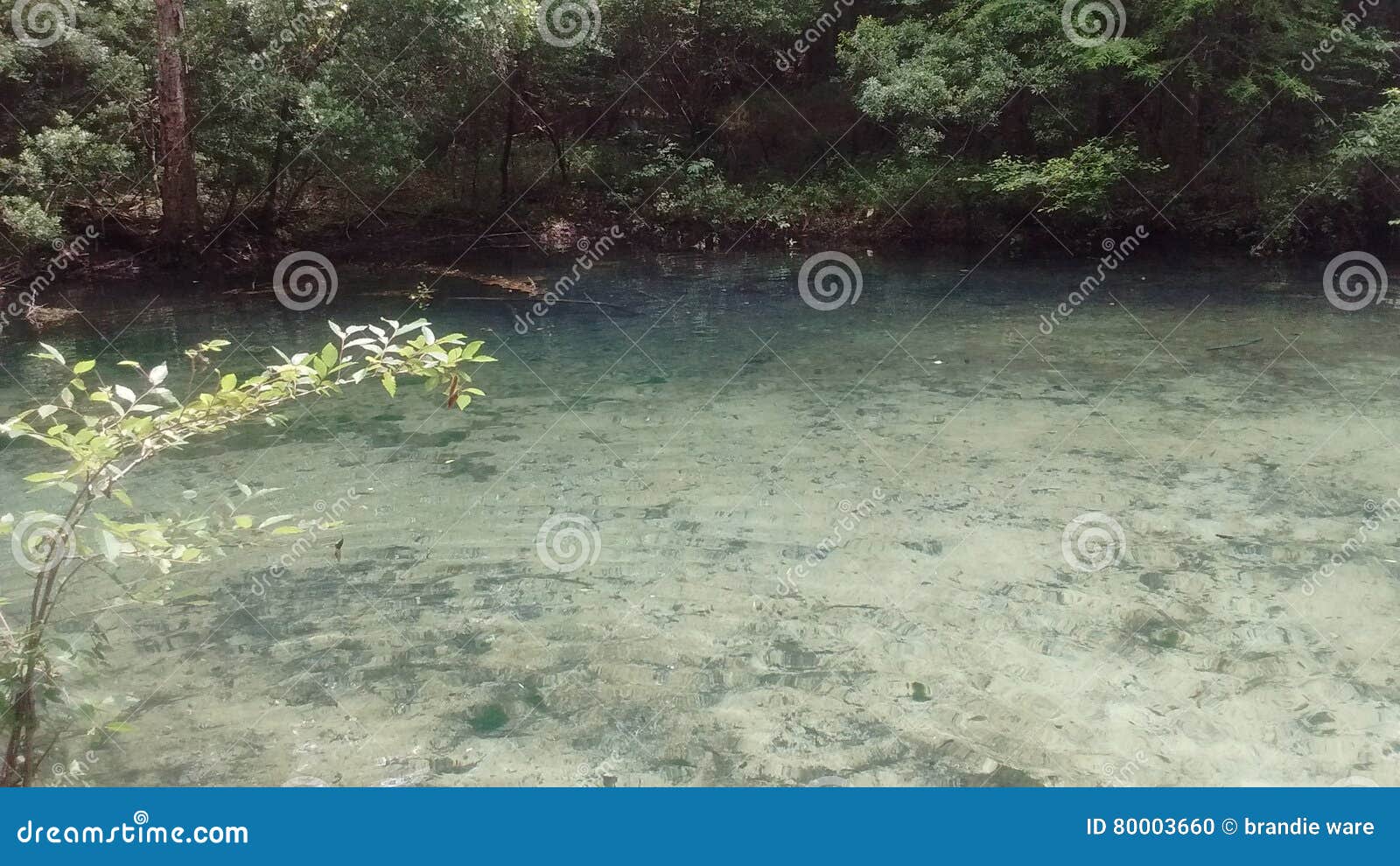 Beautiful Spring Water and Wildlife Stock Photo - Image of spring ...
