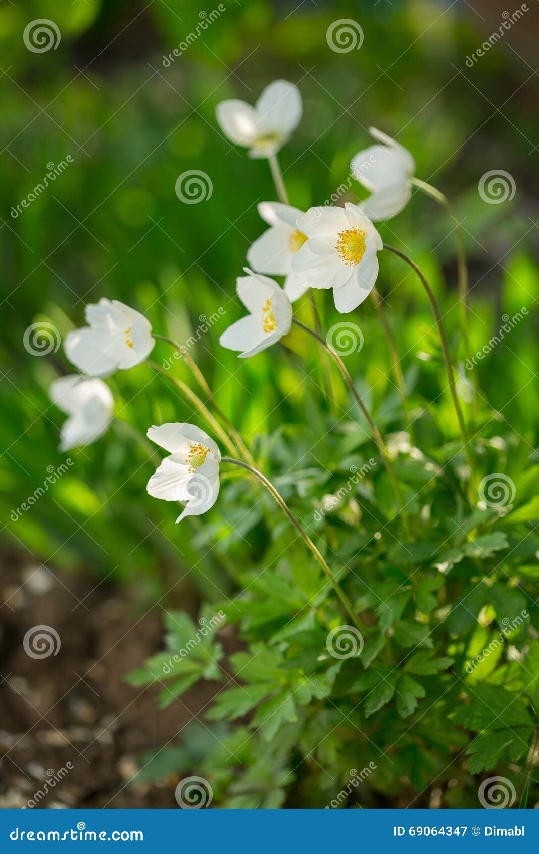 Beautiful Spring White Flowers Stock Image - Image of border, floral ...