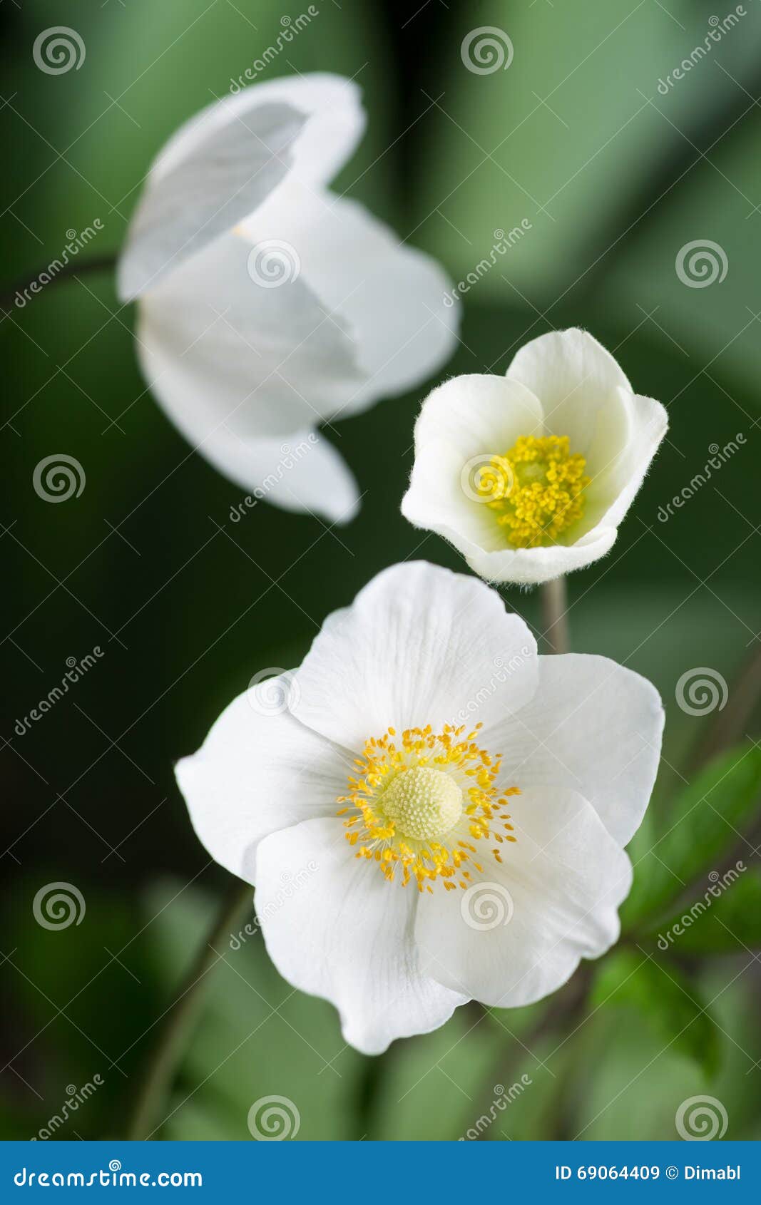 Beautiful Spring White Flowers Stock Image - Image of floral, blossom ...