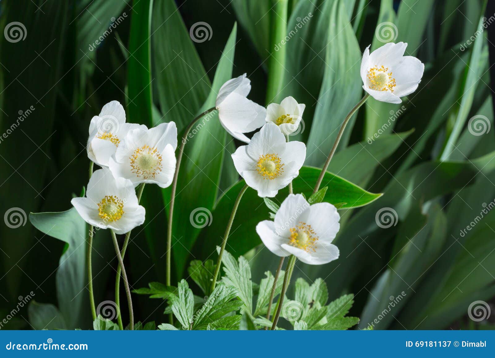 Beautiful Spring White Flowers Stock Image - Image of color, freshness ...
