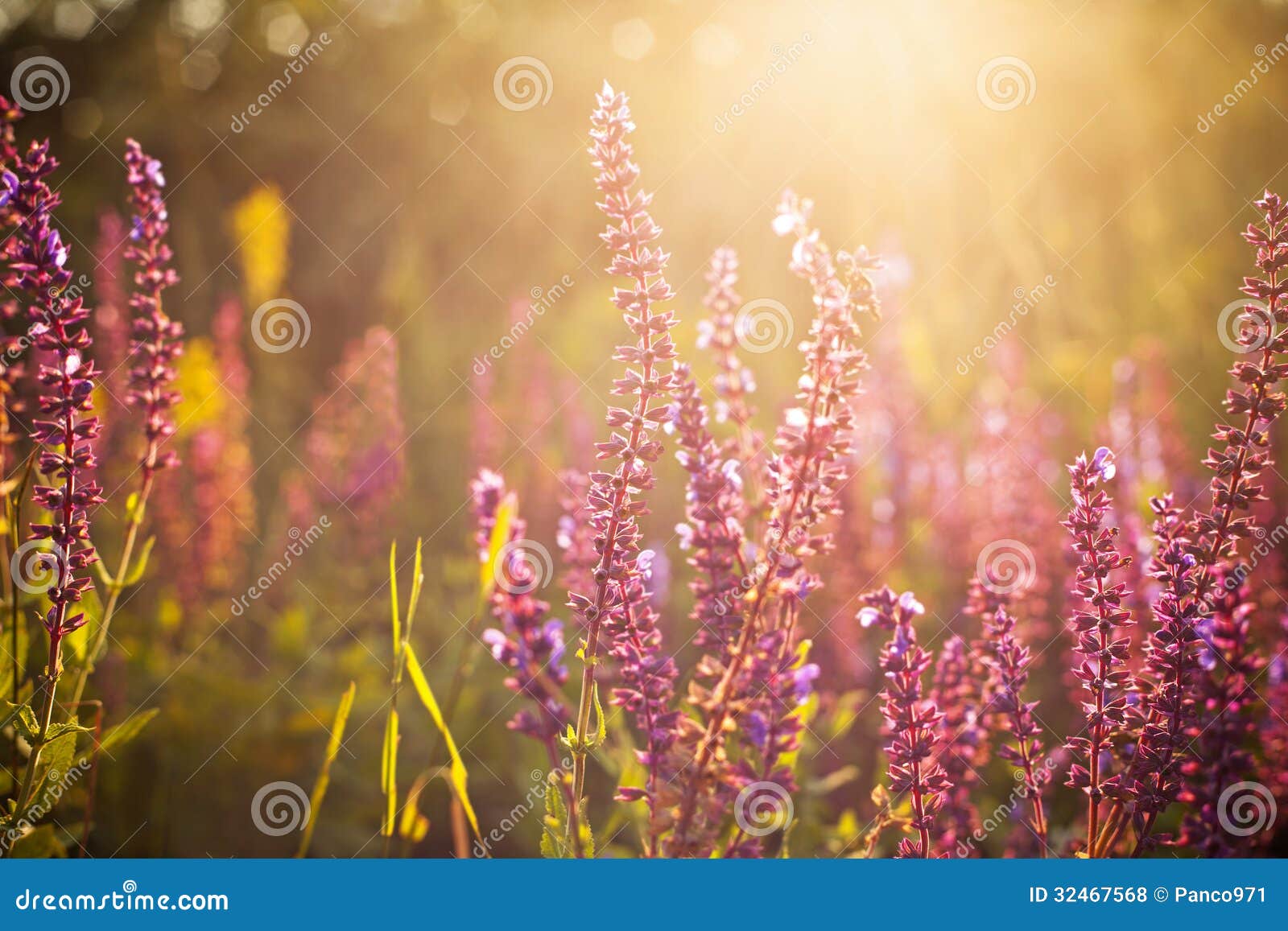Beautiful Spring Wildflowers Stock Photo - Image of beauty, bush: 32467568