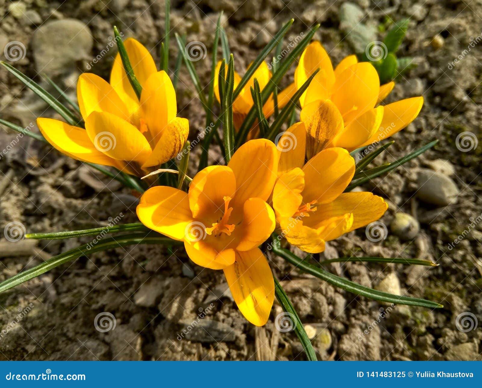 Beautiful Spring Yellow Crocuses in the Garden Stock Image - Image of ...
