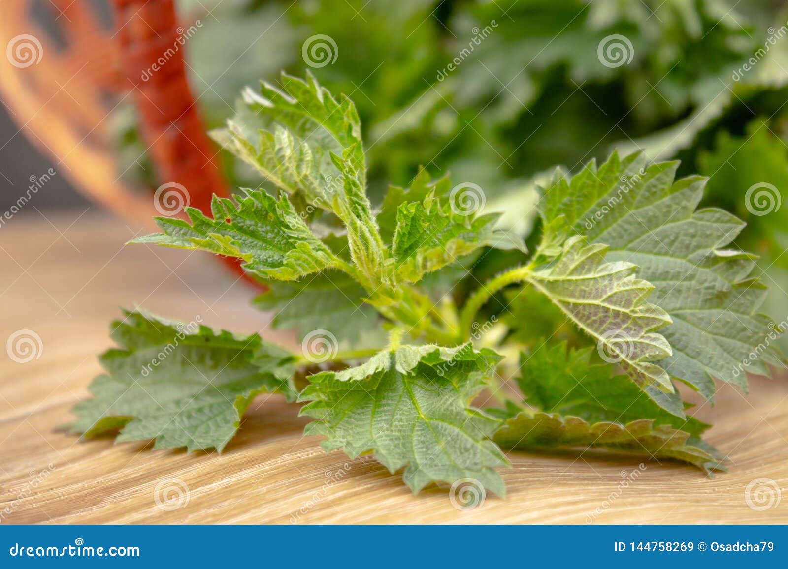 Beautiful Spring Young Nettle. Fresh Nettle Leaves for Salad or Tea ...