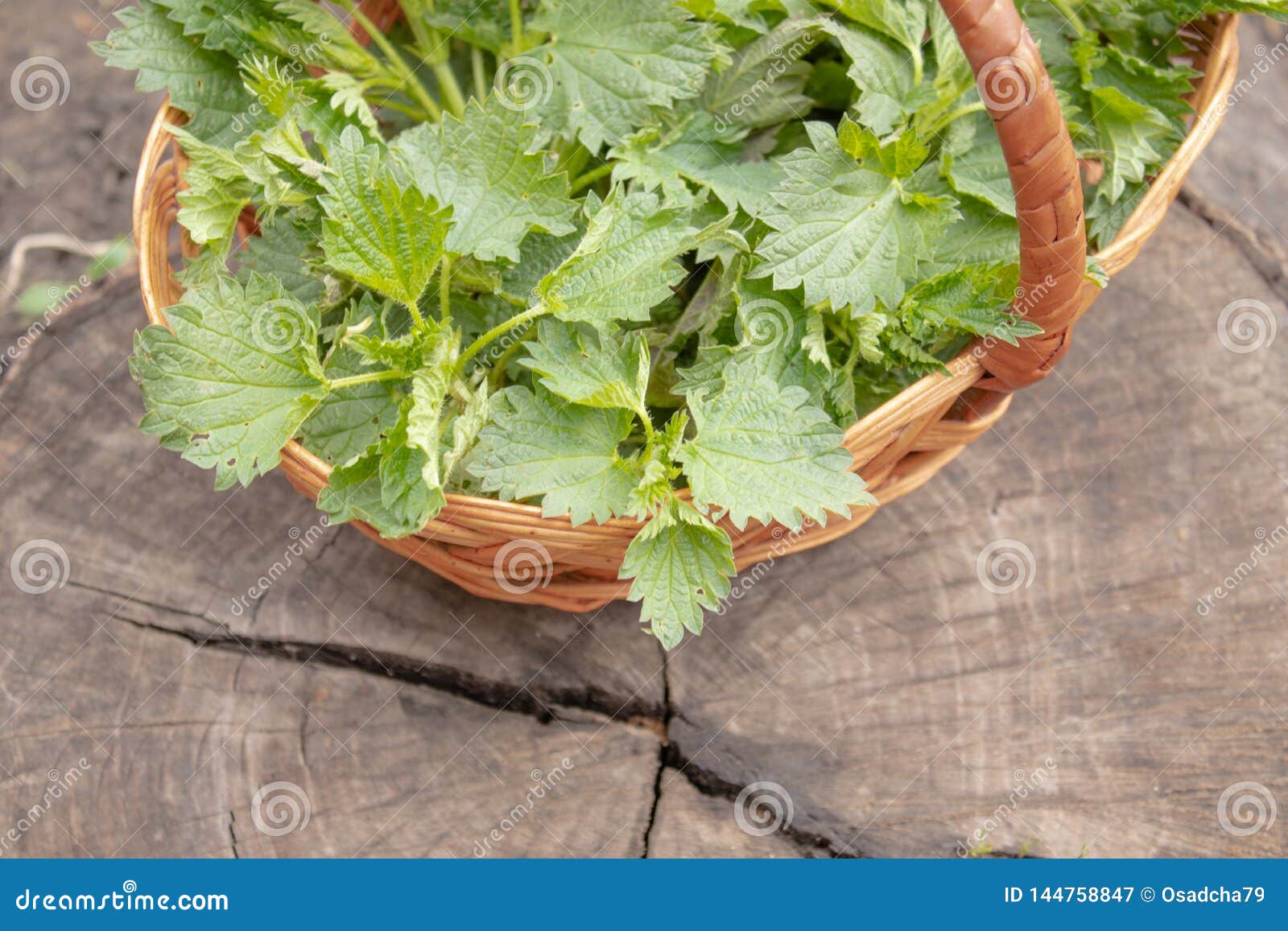 Beautiful Spring Young Nettle. Fresh Nettle Leaves for Salad or Tea ...