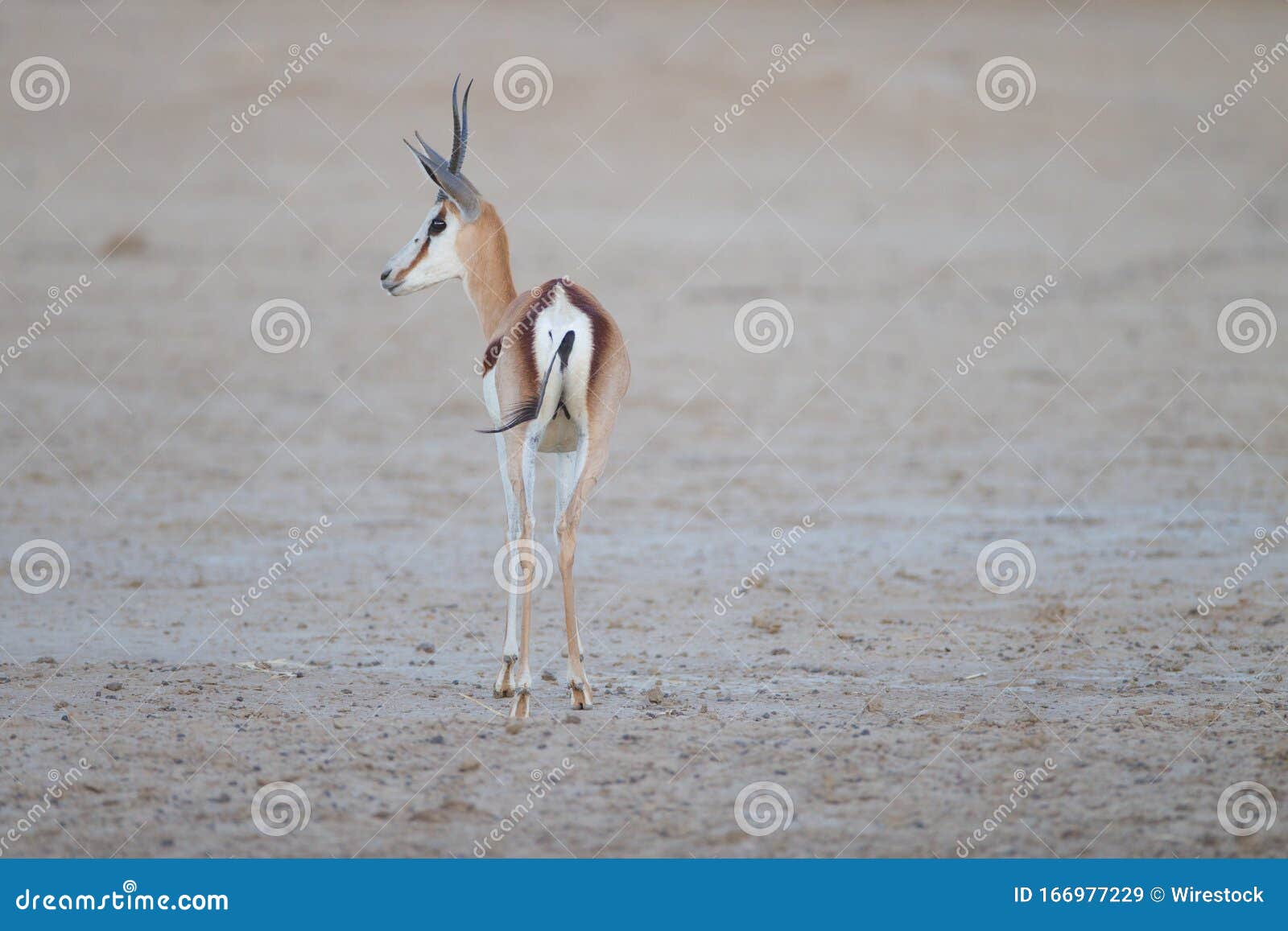 Beautiful Springbok Captured from Behind in the Middle of the Desert ...