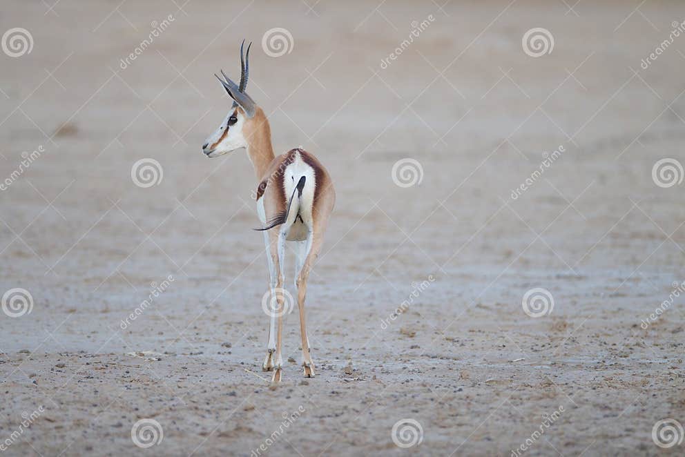 Beautiful Springbok Captured from Behind in the Middle of the Desert ...