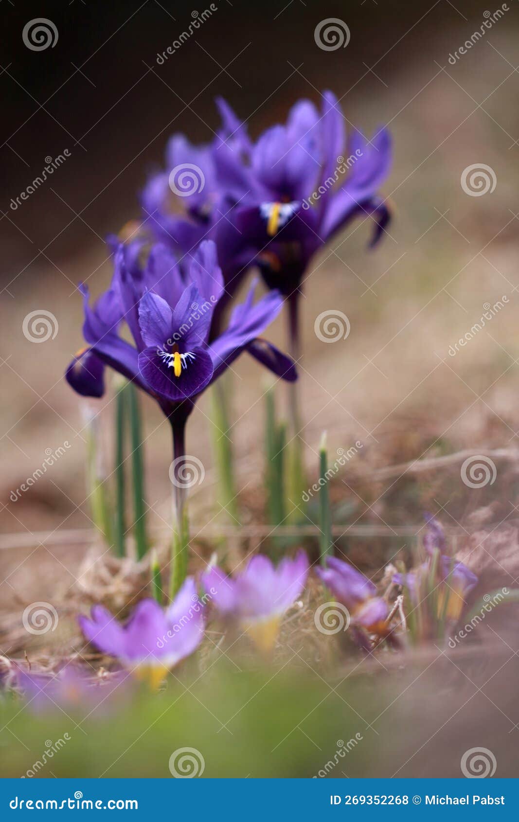 Beautiful Springflowers with Crocus an Iris Reticulata Stock Photo ...