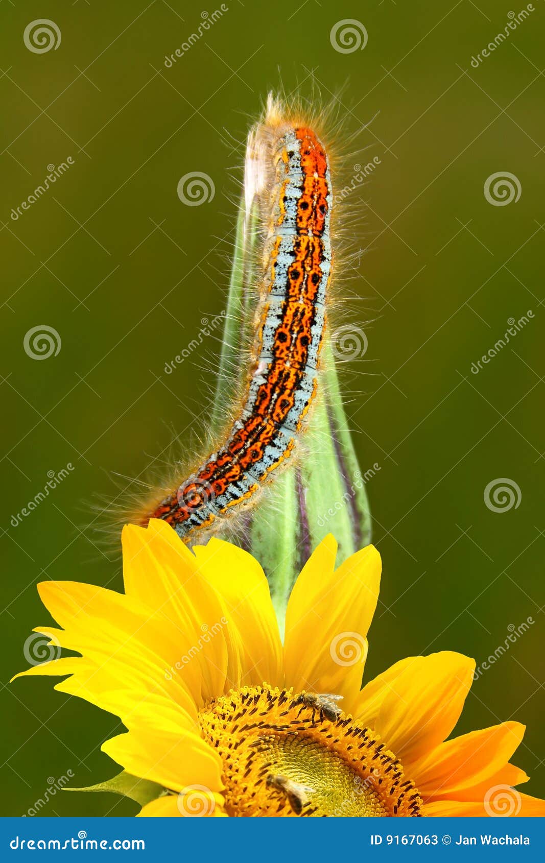 Beautiful Springtime stock image. Image of blossom, caterpillar - 9167063