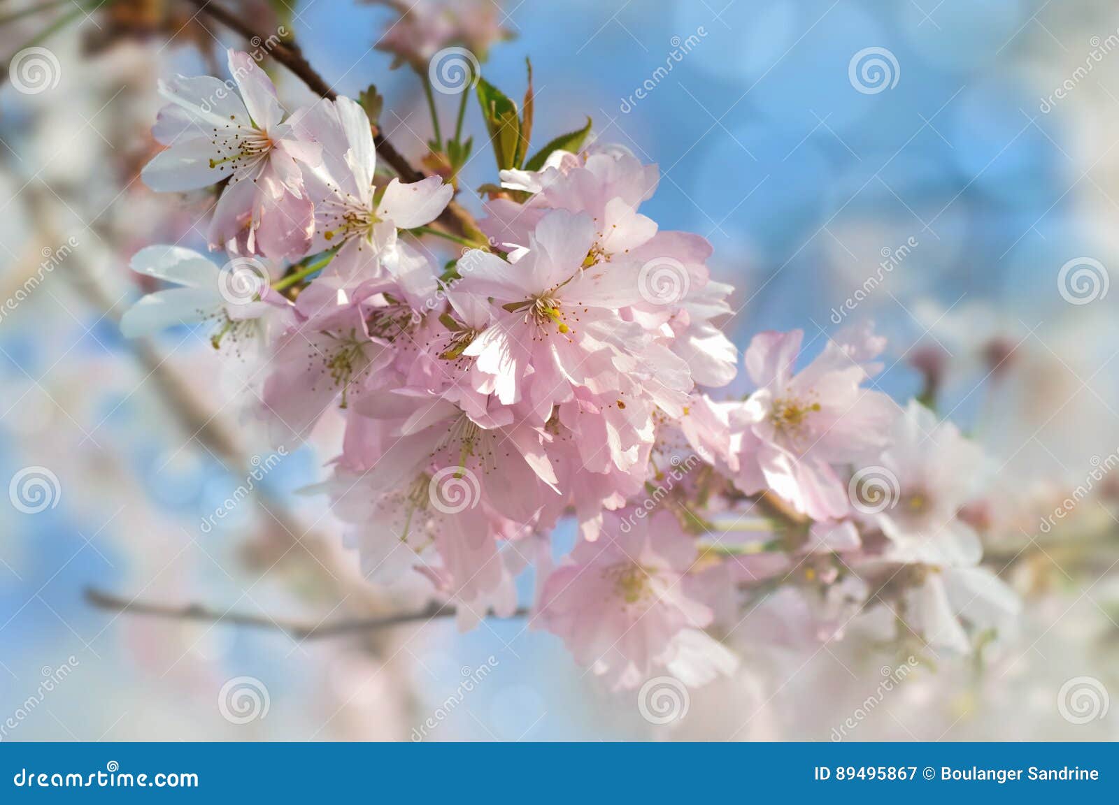 Beautiful Springtime Blooming Stock Image - Image of apple, beauty ...