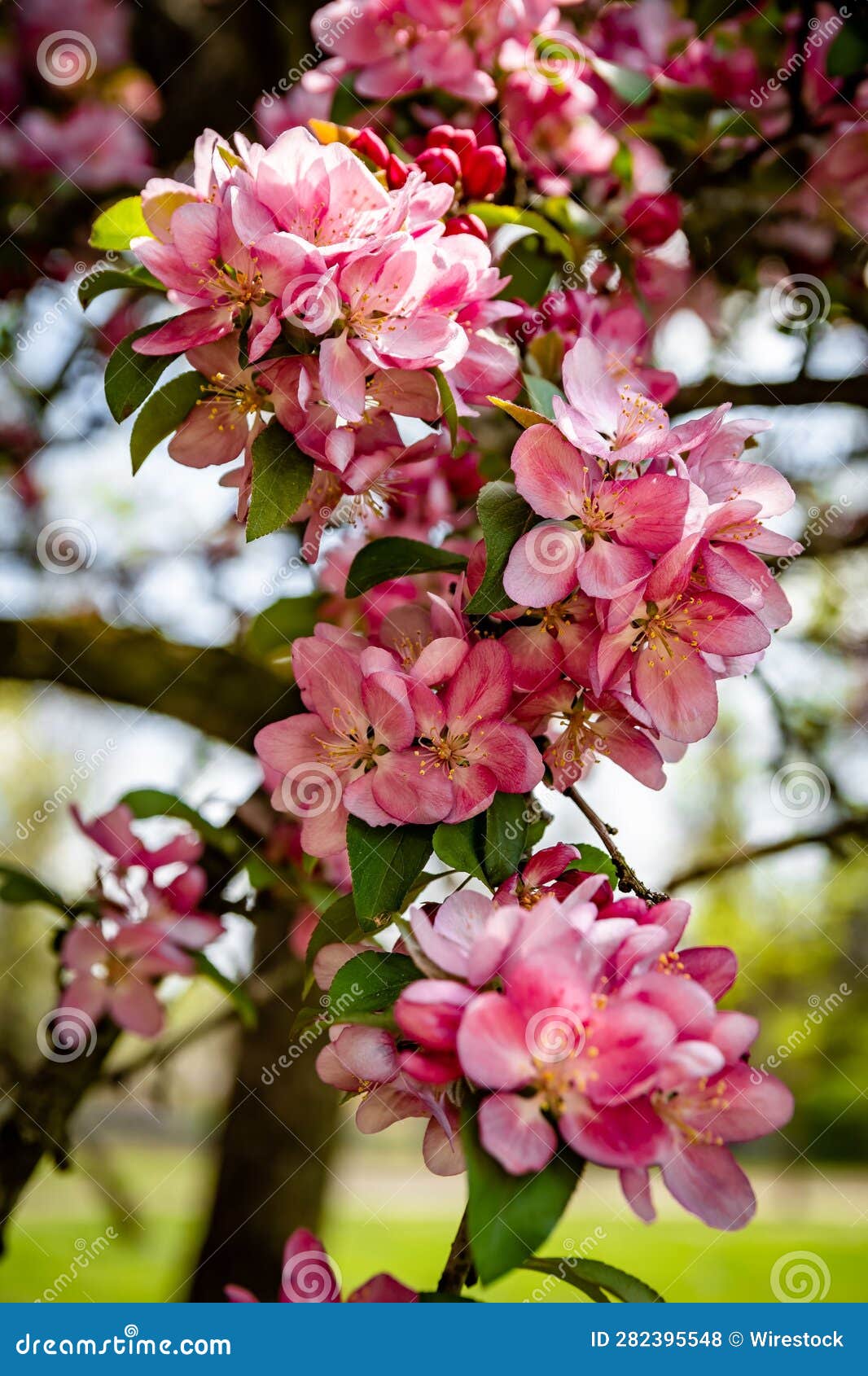 Beautiful Springtime Scene Featuring a Blooming Tree with Lush Pink ...