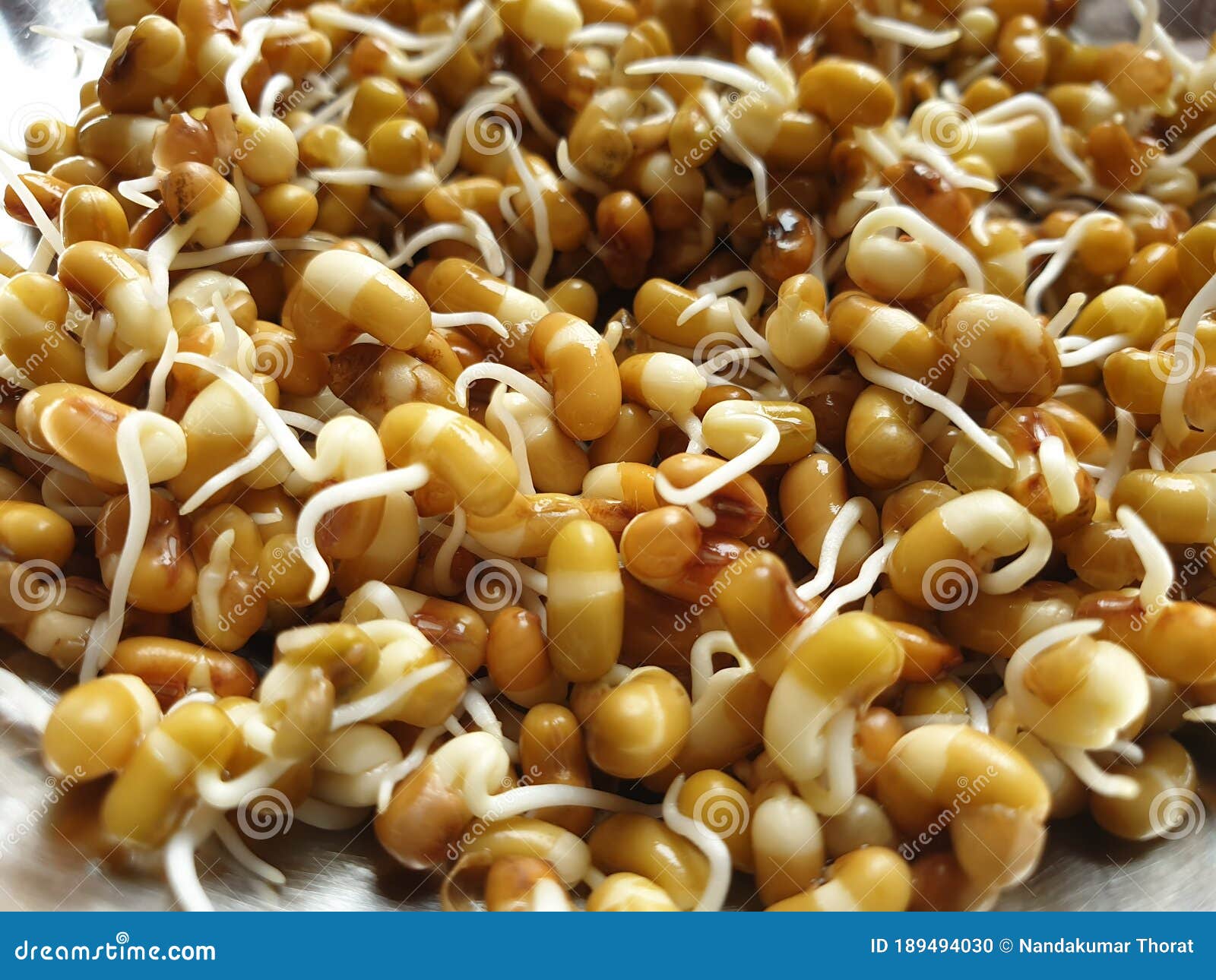 Beautiful sprout grain stock photo. Image of maharashtra - 189494030