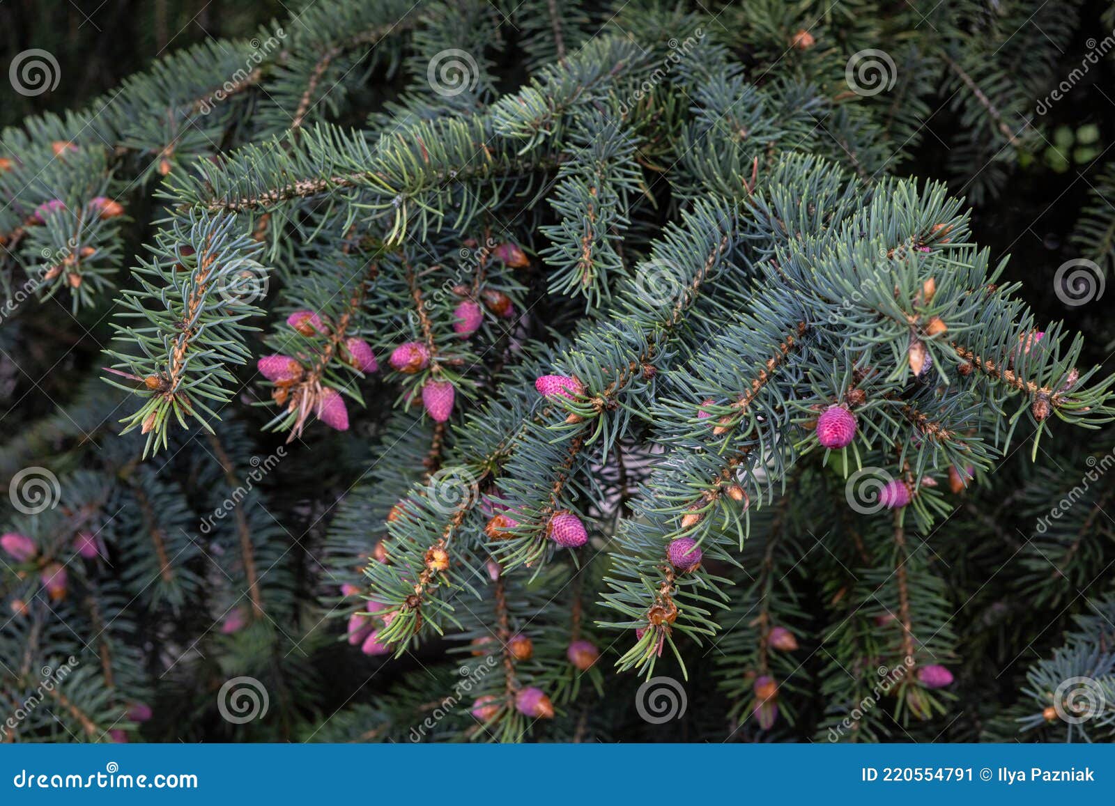 Beautiful Spruce Branches with Evergreen Needles Stock Image - Image of ...