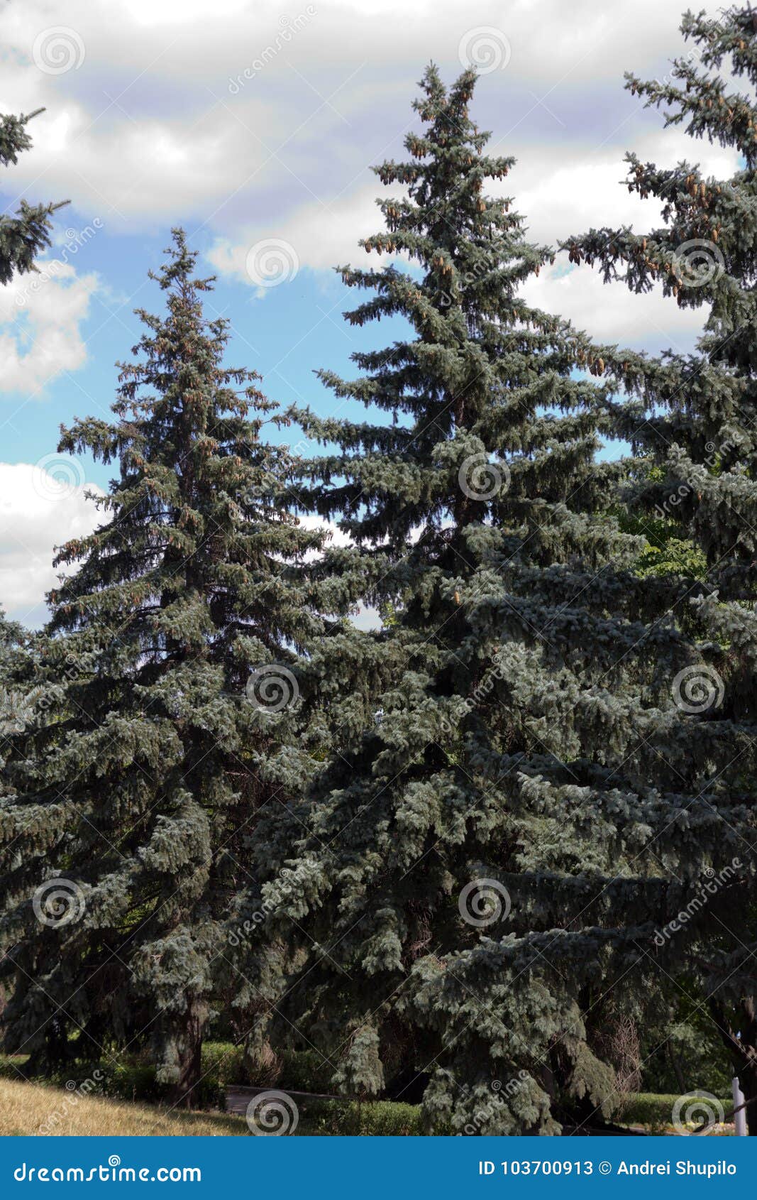 Beautiful spruce outdoors stock image. Image of environment - 103700913