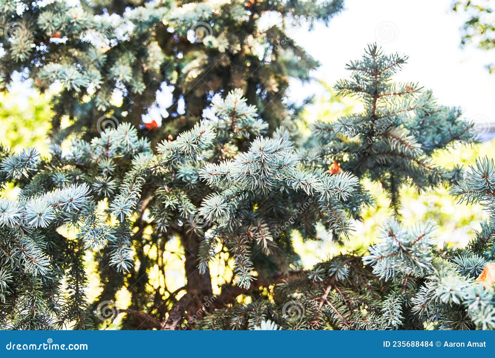 Beautiful Spruce Tree Image Stock Photo - Image of park, nopeople ...