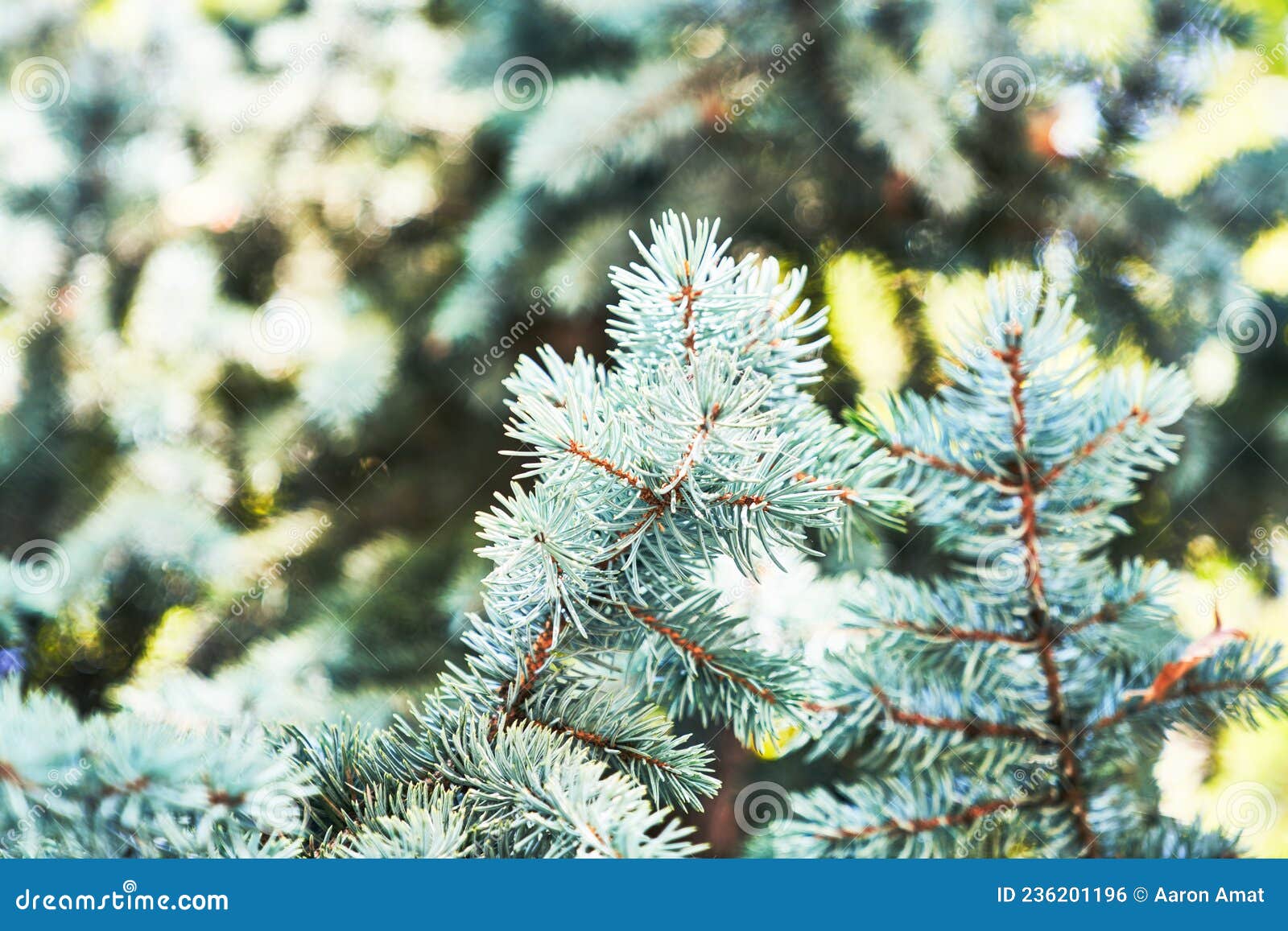 Beautiful Spruce Tree Image Stock Photo - Image of trunk, woodland ...