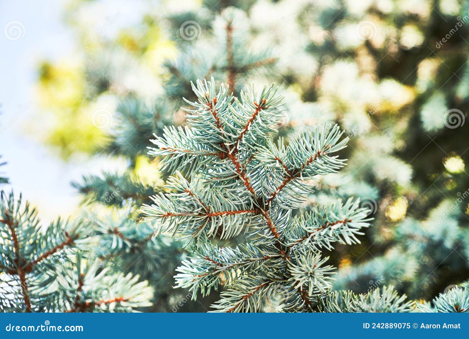 Beautiful Spruce Tree Image Stock Image - Image of season, evergreen ...